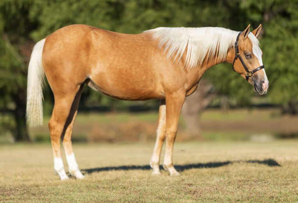 Sale Horses – Legacy Reining Breeders Sale