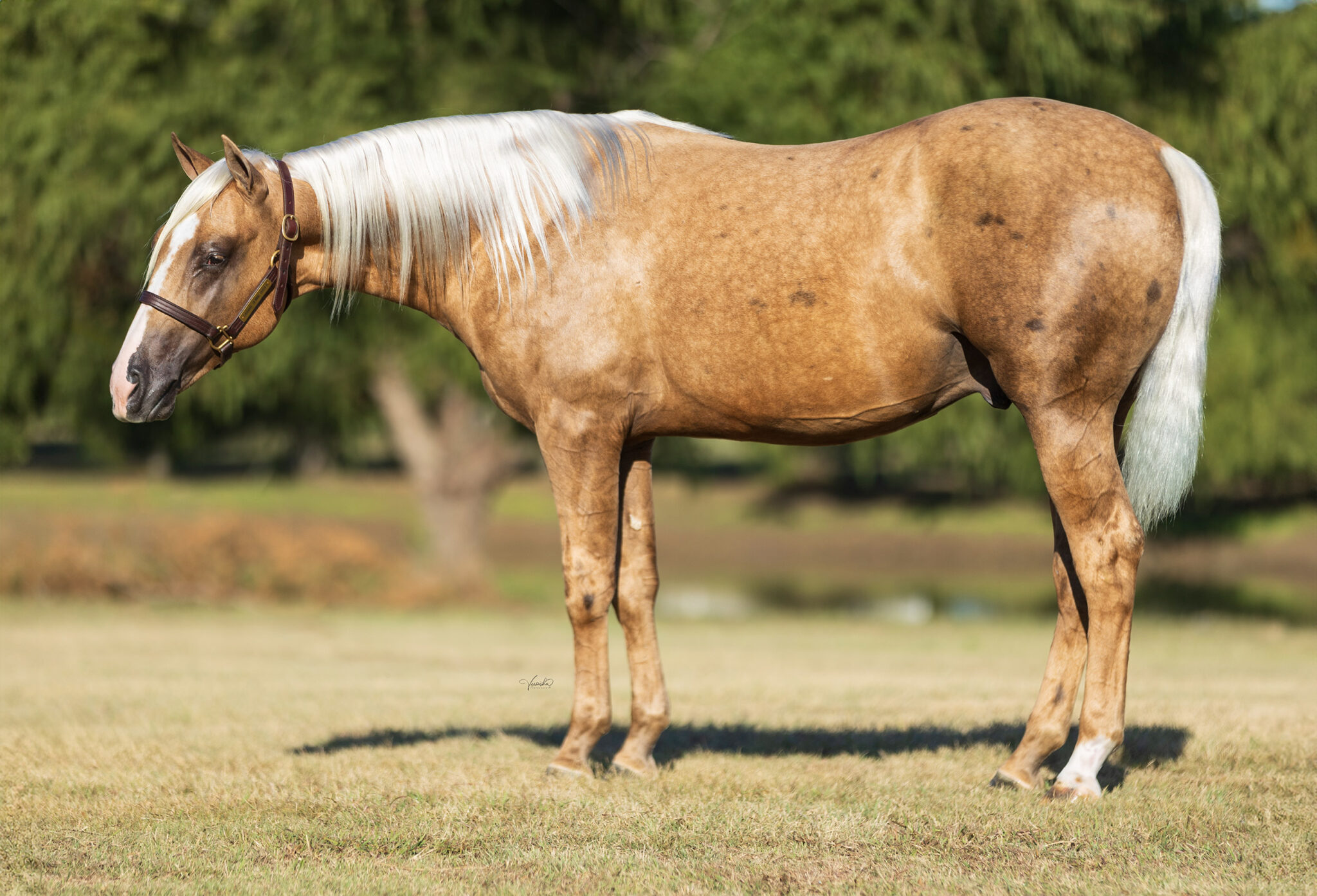 #12 : Kiki Shine Chick – Legacy Reining Breeders Sale