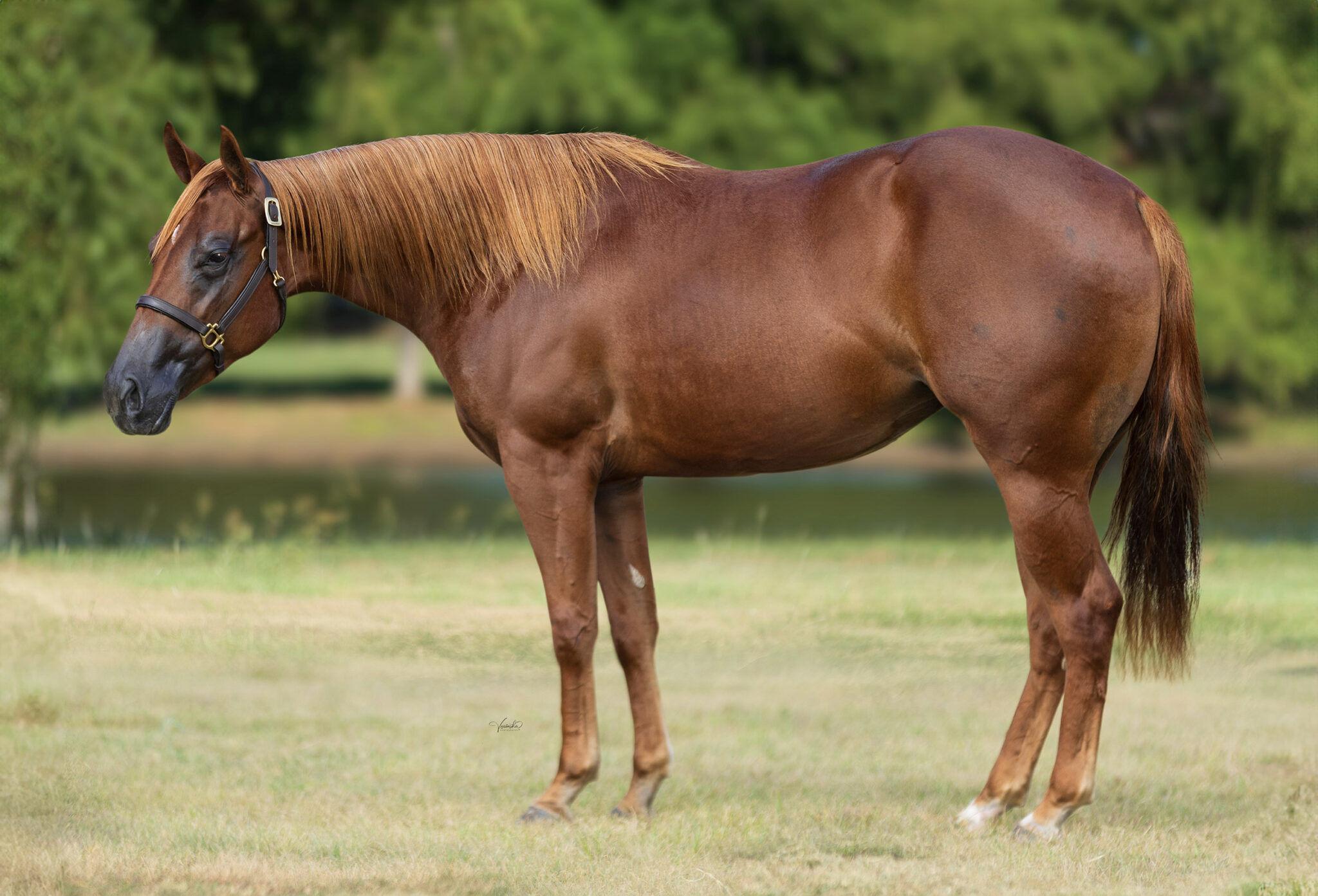 #16 : Lh Kiki Shiner – Legacy Reining Breeders Sale