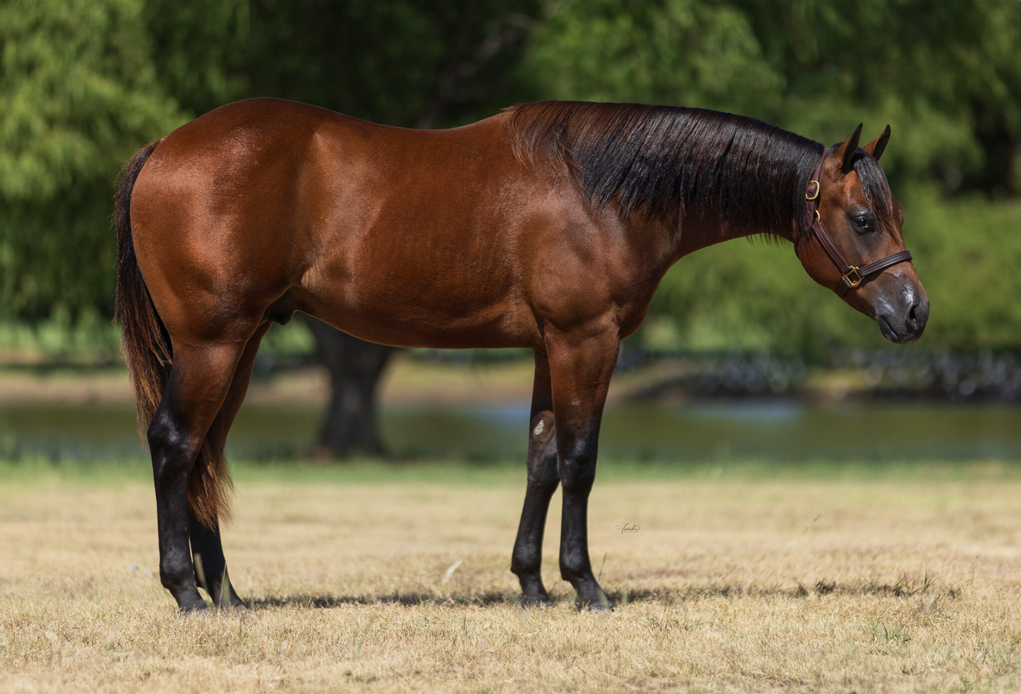 #177 : Frozen By The Mob – Legacy Reining Breeders Sale