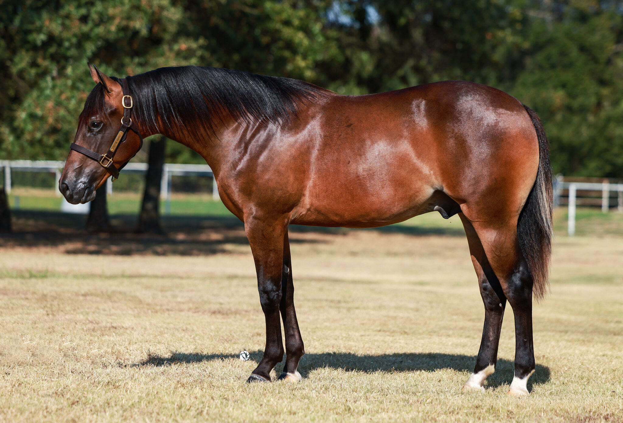 Legacy Reining Breeders Sale – The Best