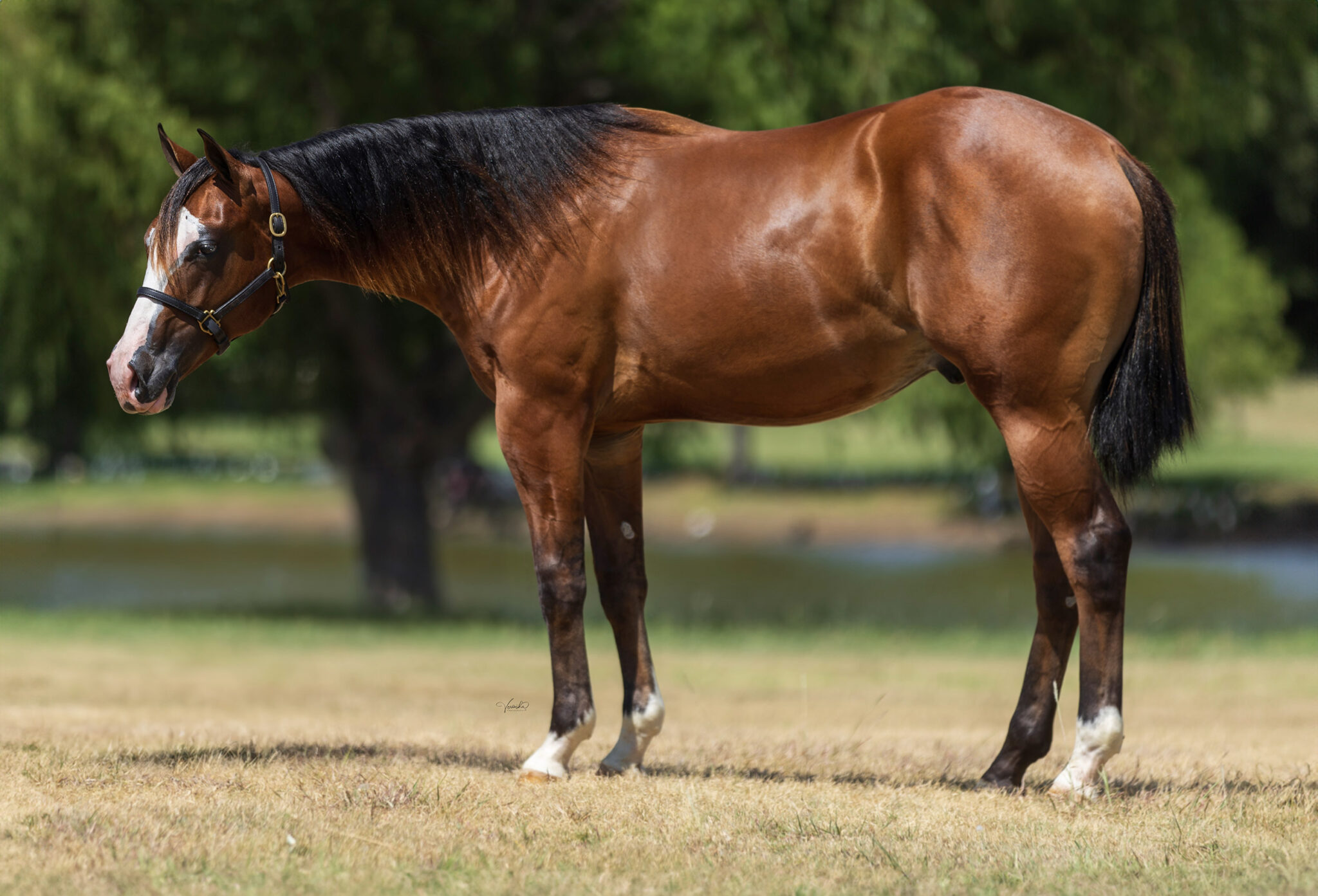 #47 : Sweet Sixty Six – Legacy Reining Breeders Sale