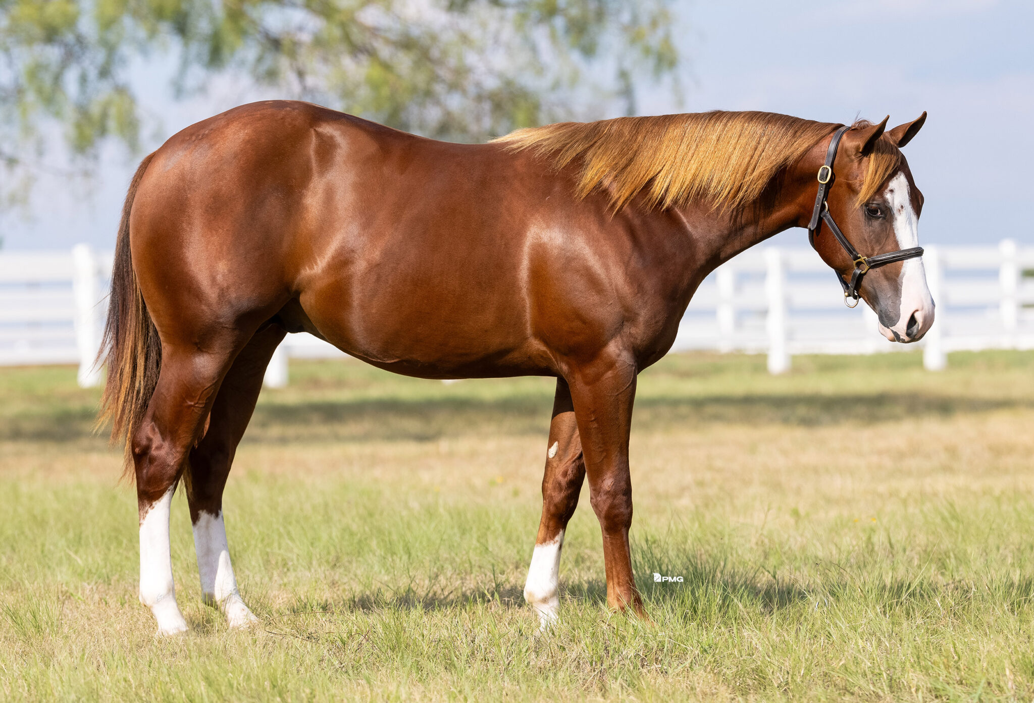 Legacy Reining Breeders Sale – The Best