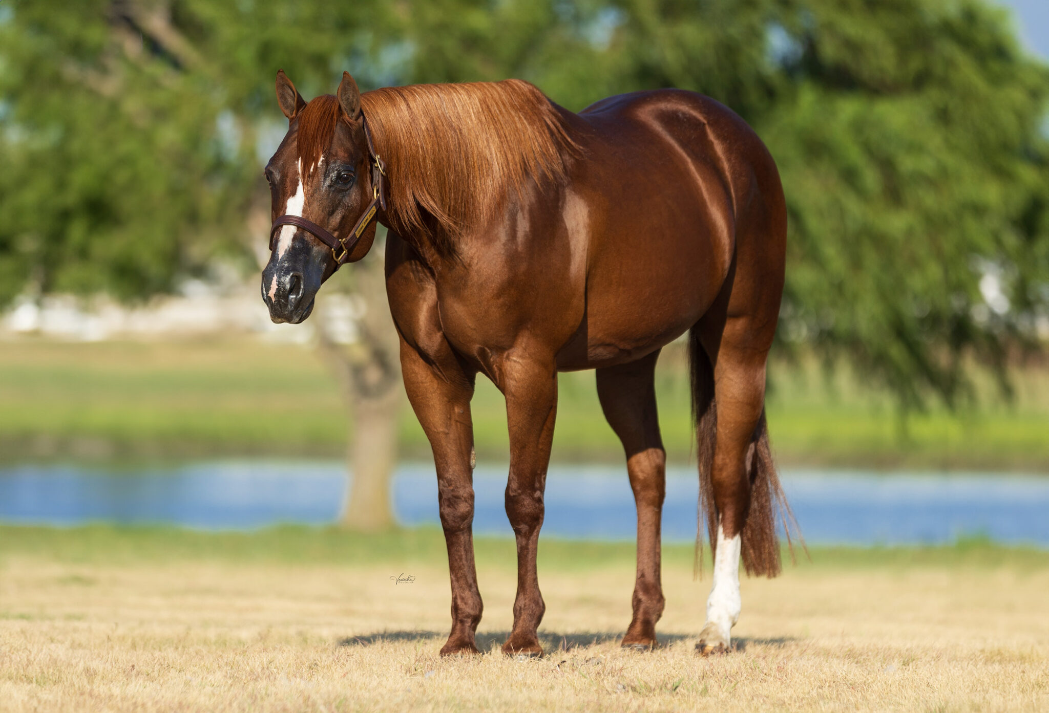 #86 : Shining Grace – Legacy Reining Breeders Sale
