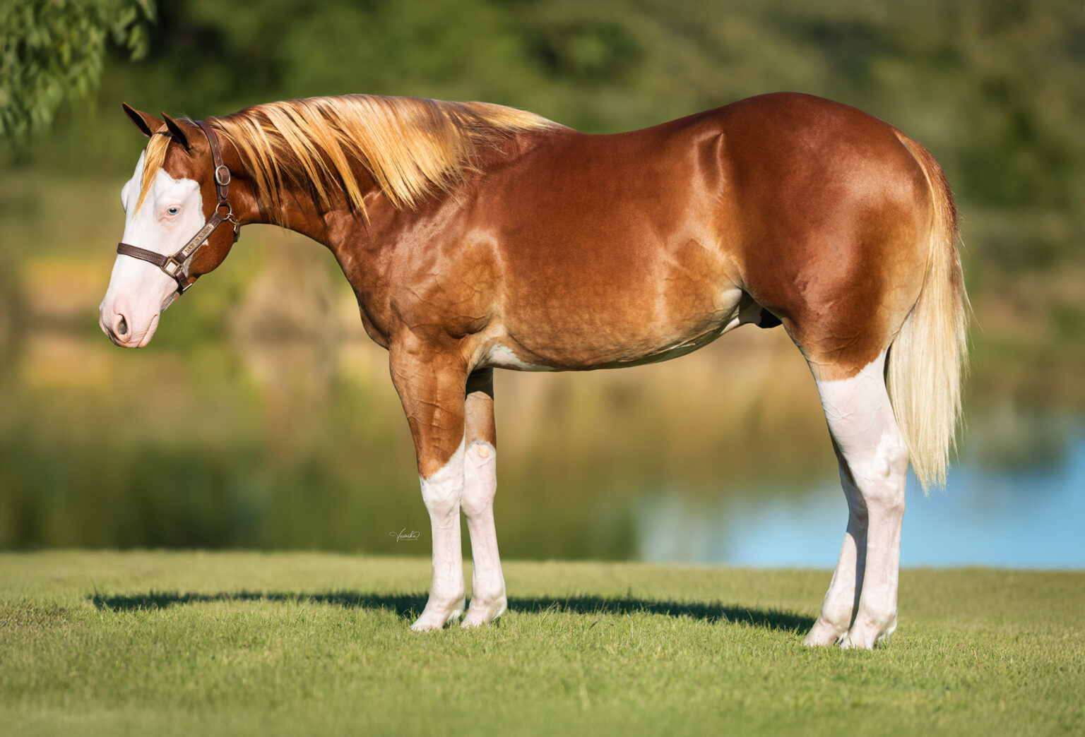 2025 Sale Consignments – Legacy Reining Breeders Sale