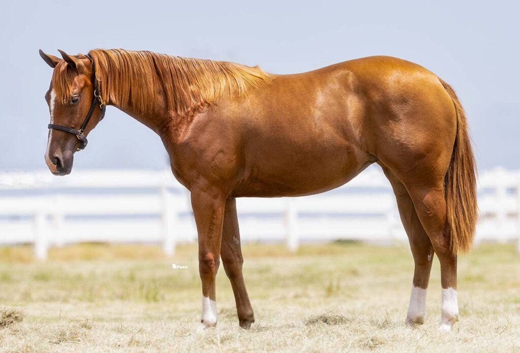 Hip #54: Gunners Lil Sidekick – Legacy Reining Breeders Sale