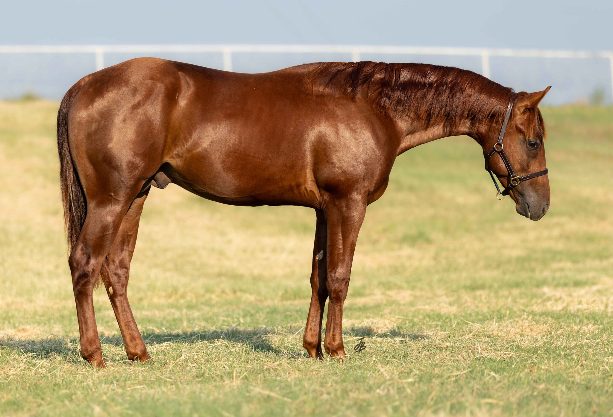 2025 Sale Consignments – Legacy Reining Breeders Sale