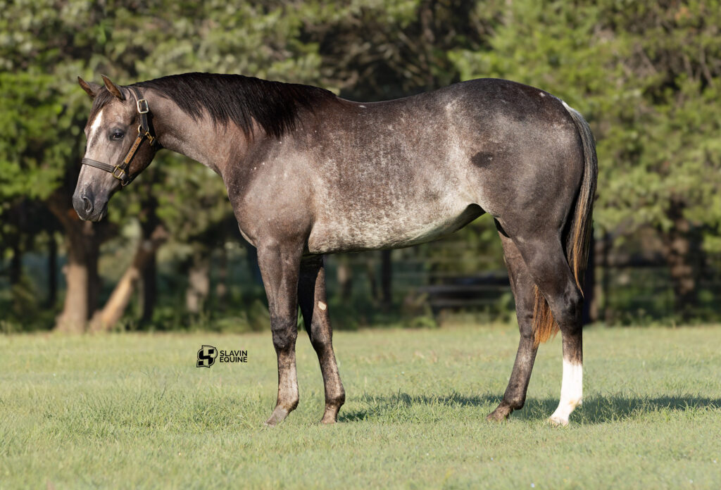 Hip #67: Last Silver Night – Legacy Reining Breeders Sale