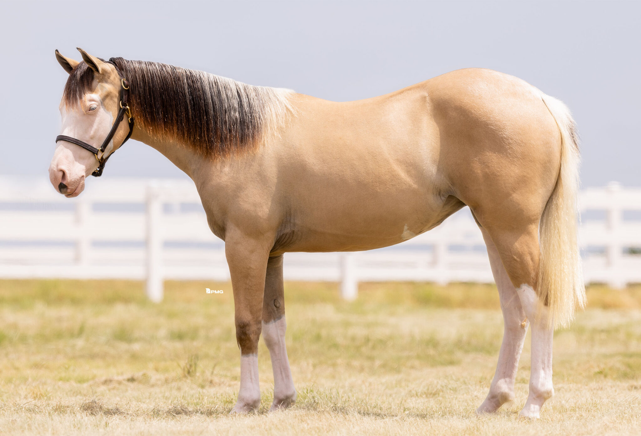 Hip #66: Magically Dreamed – Legacy Reining Breeders Sale