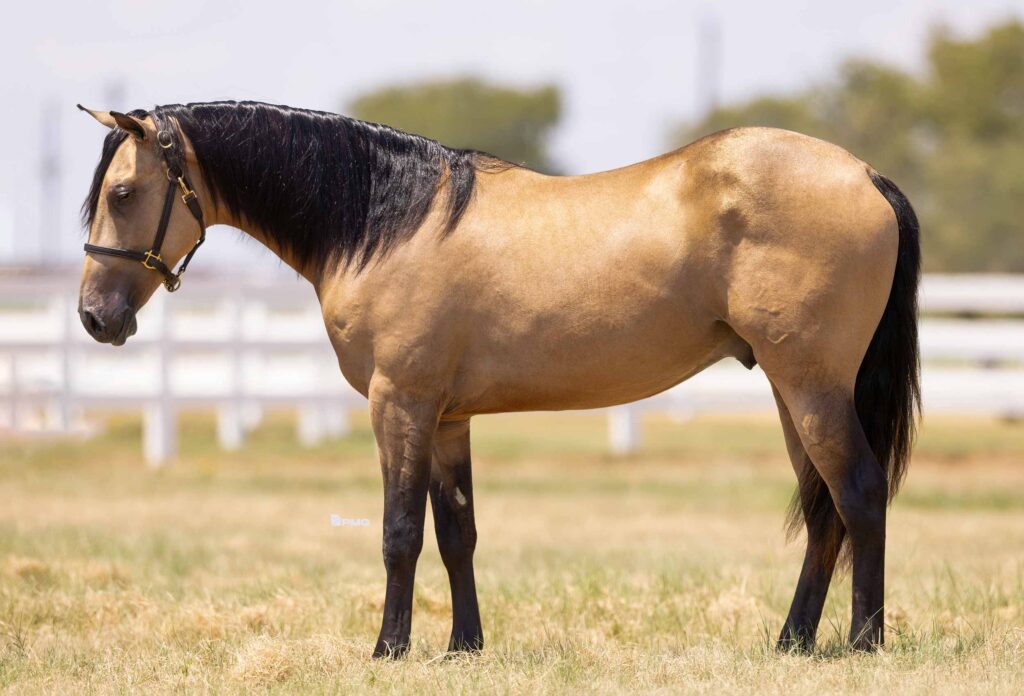 Hip #4: Rdt One Amazing Star – Legacy Reining Breeders Sale