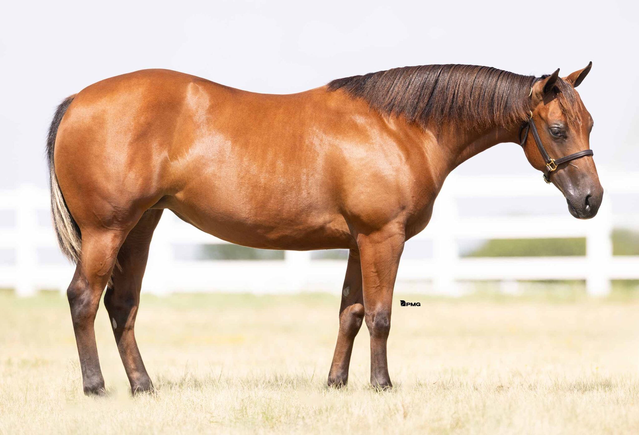 Hip #46: Xtra Crispy – Legacy Reining Breeders Sale
