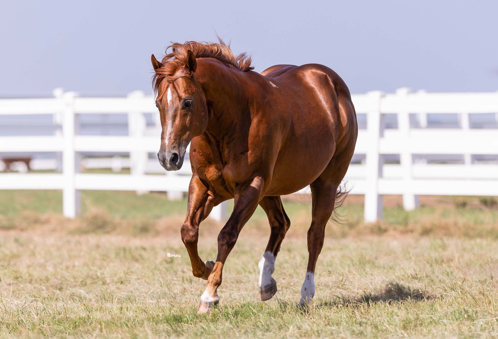 Hip #70: Blo Gun – Legacy Reining Breeders Sale