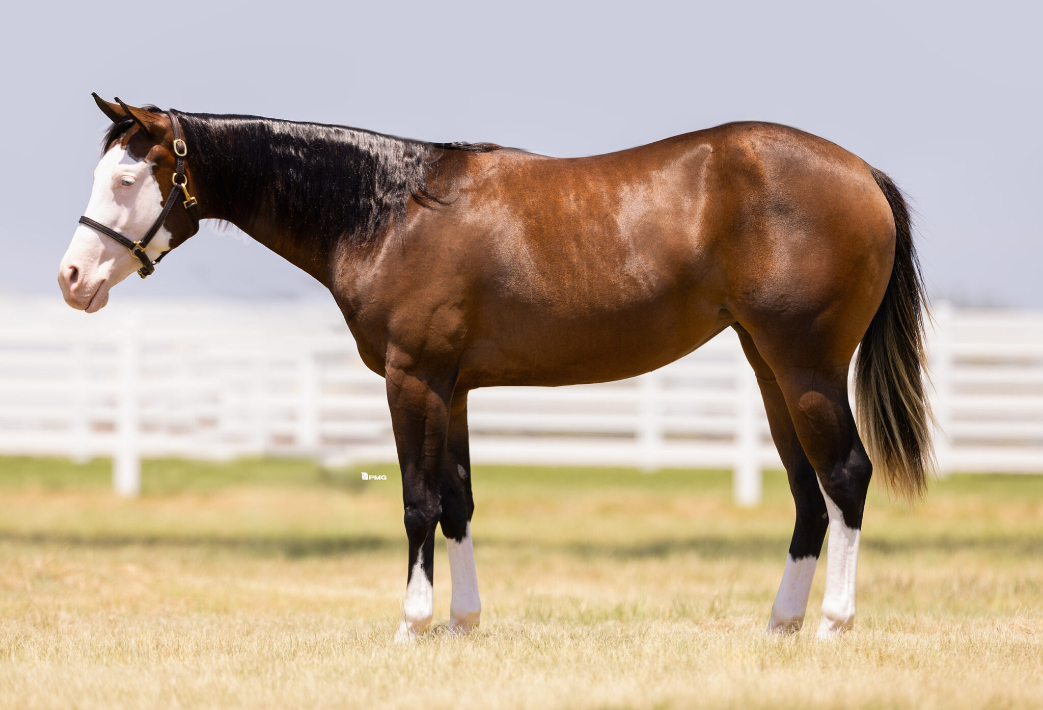Hip #117: Shes Explosive – Legacy Reining Breeders Sale