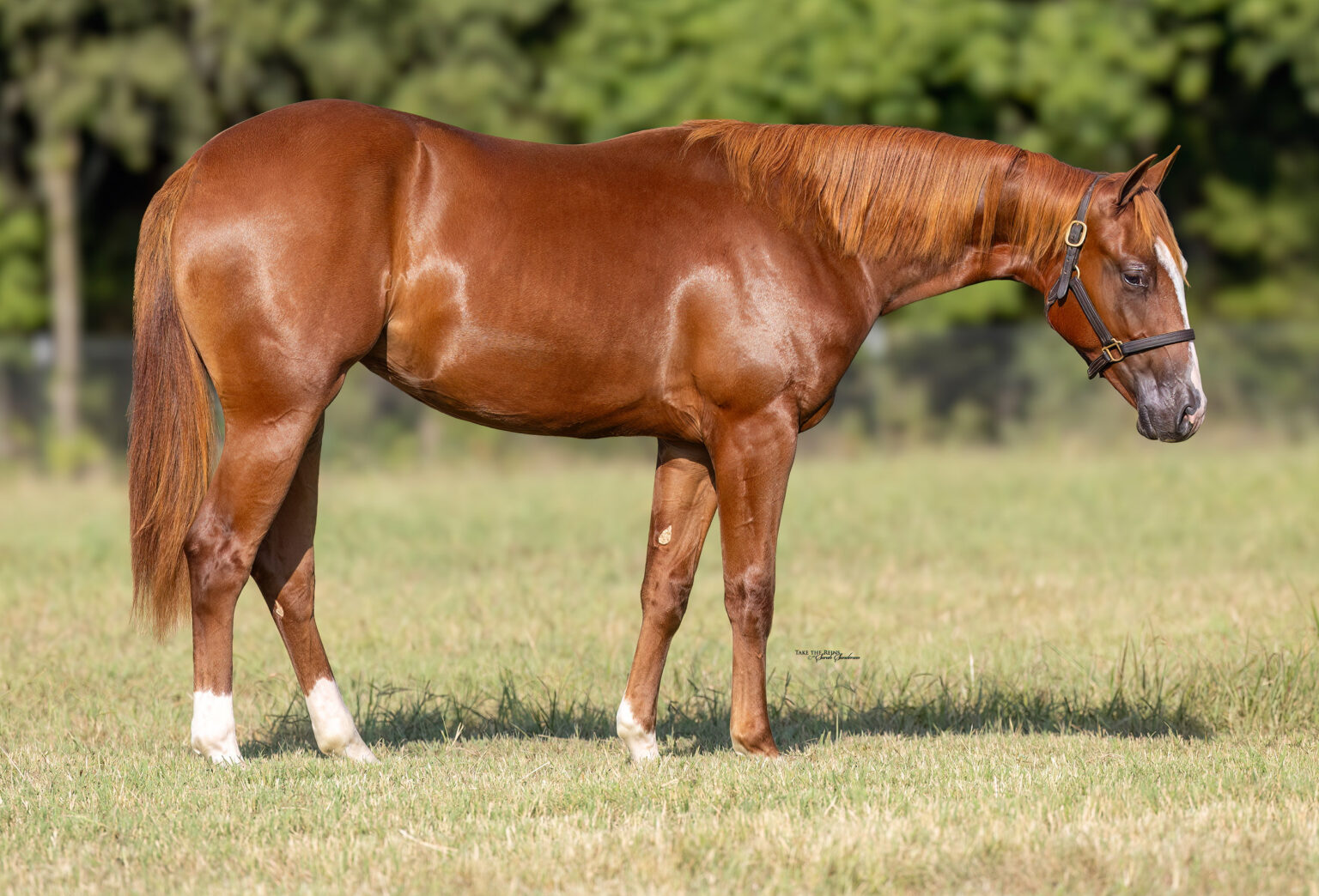 Hip #108: Cs Eyes On Fire – Legacy Reining Breeders Sale